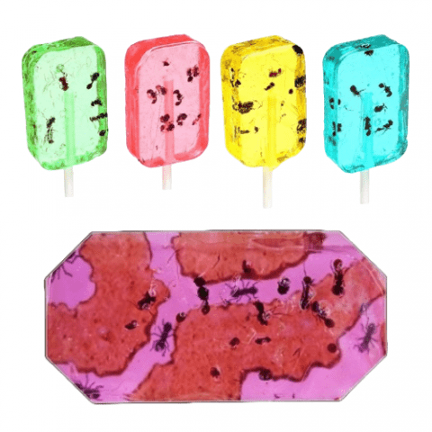 Discover America’s Most Daring Insect Candy Available